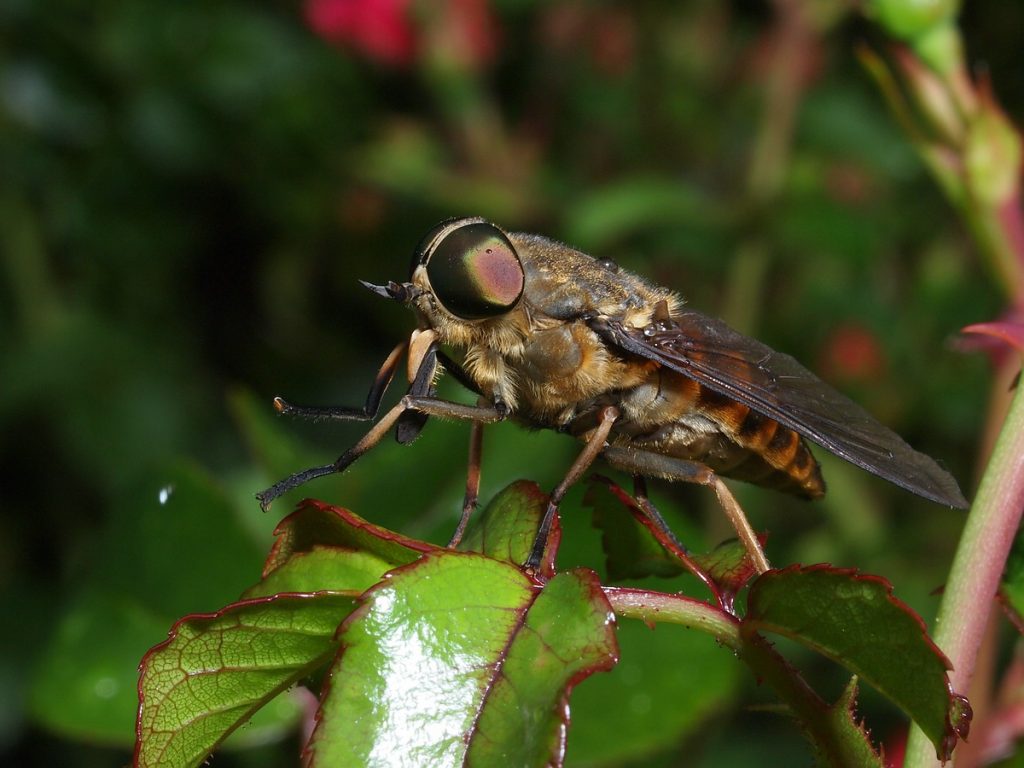 Männchen der Pferdebremse (Tabanus sudeticus) auf einem Rosenblatt – Dr. Winfried Kohls ...