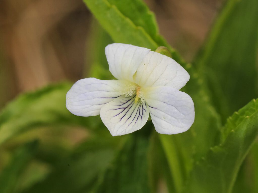 Die Blüte eines Graben-Veilchens (Viola stagnina) ist ganz zart getönt ...