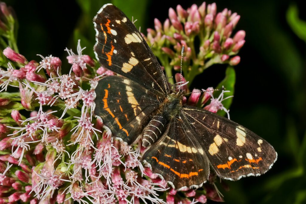 Ein Falter mit einem ausgeprägten Saisondimorphismus ist das ...