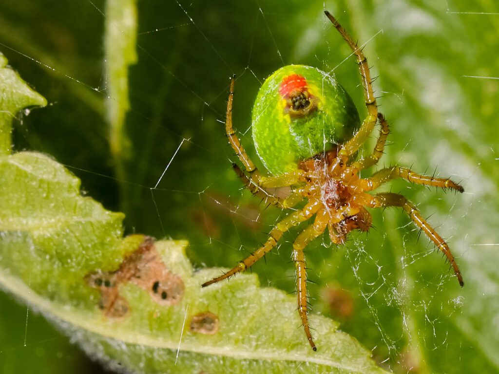 Diese kleine Radnetzspinne hat eine typische grüne Färbung und am Ende ...