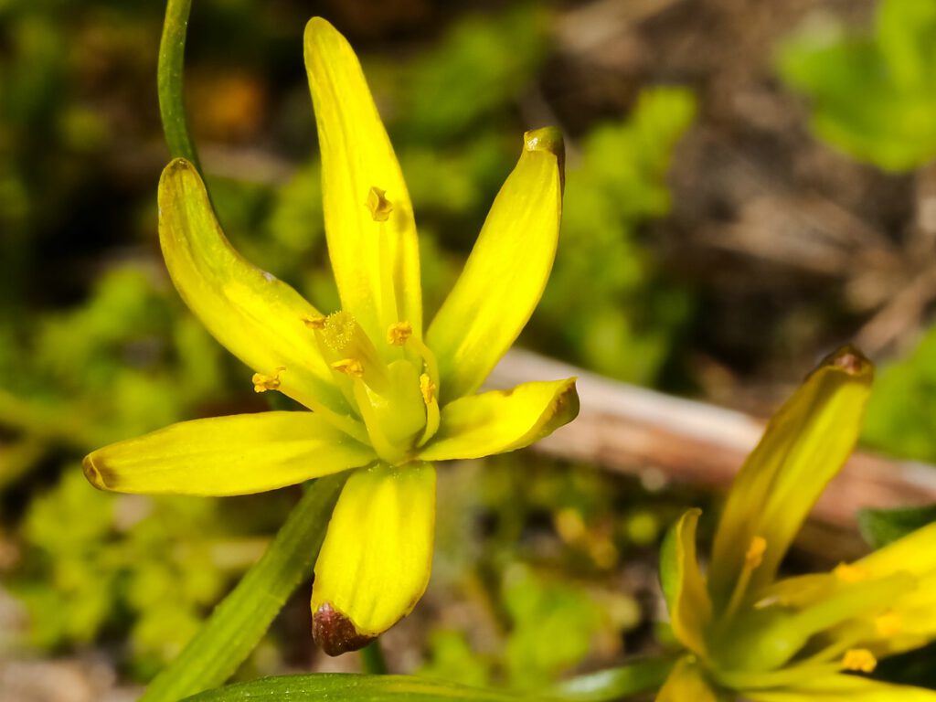 Nur im Frühjahr zu sehen ist der Wald-Gelbstern (Gagea lutea), denn ...